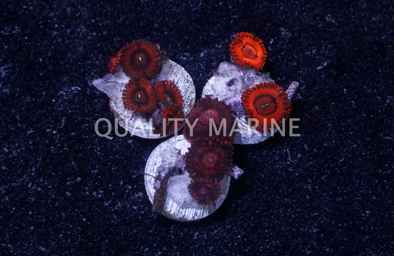 Zoa, Darth Maul Morphs - Quality Marine
