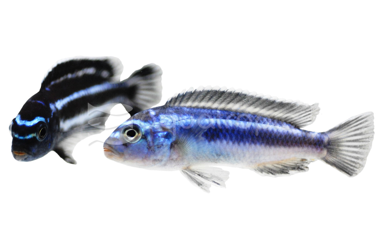 Auratus Blue Cichlid - Quality Marine