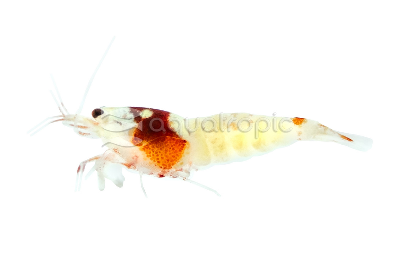 Crystal Red (PRL) Shrimp - Quality Marine