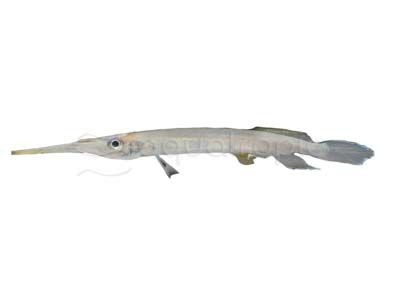 Needlefish Asian Gar - Quality Marine