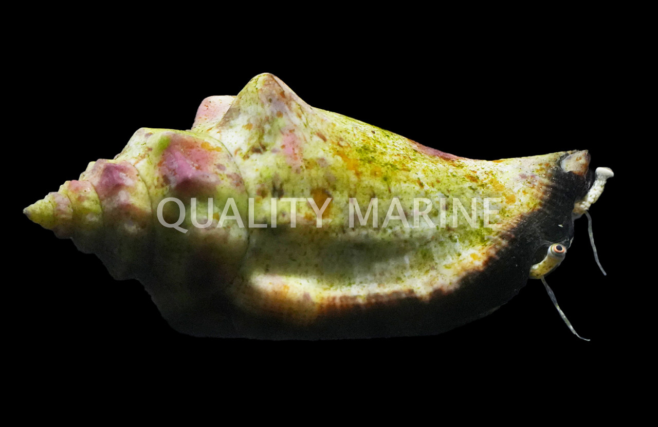 Fighting Conch - Quality Marine