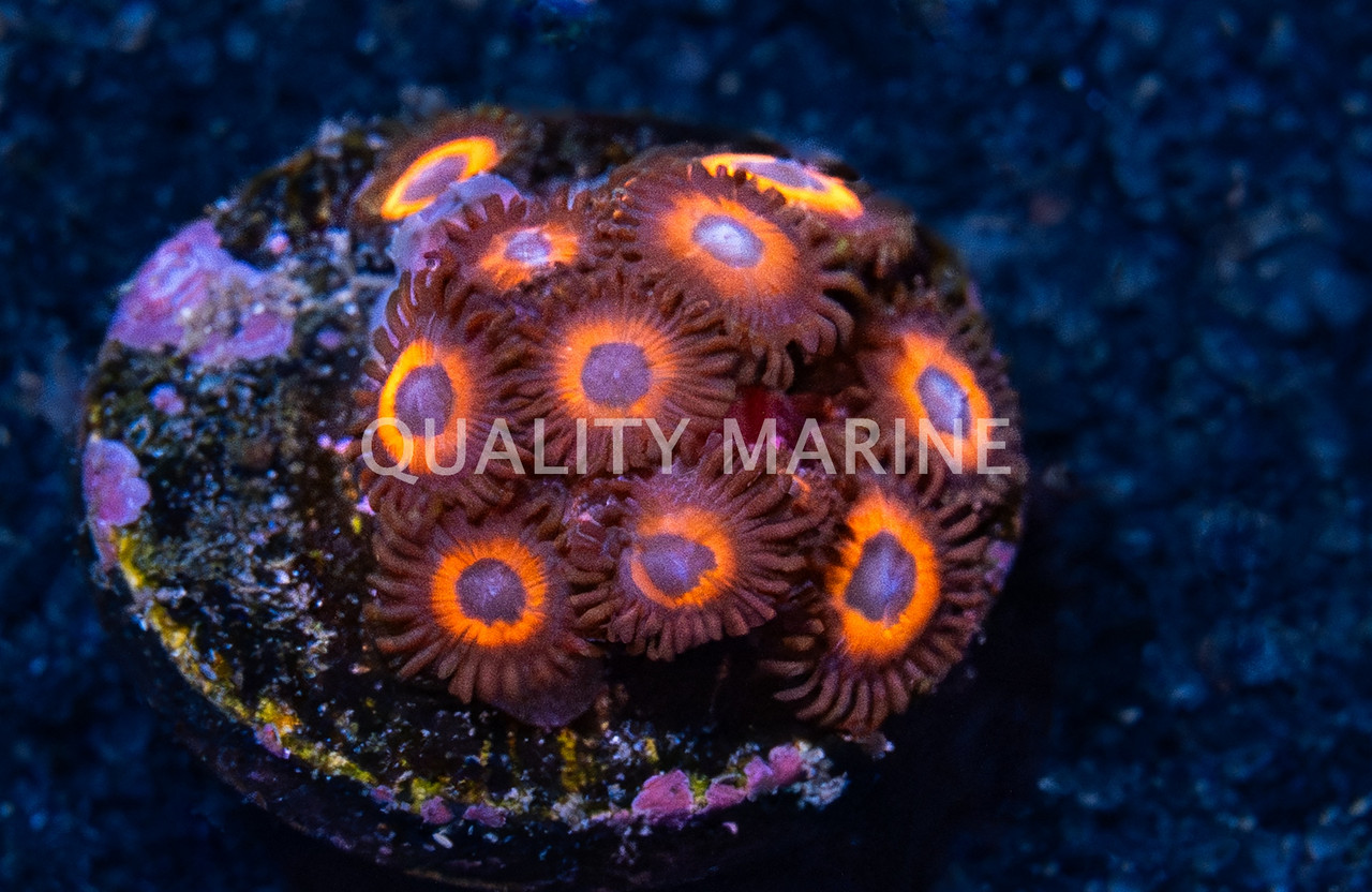 Zoa, Red Bull - Quality Marine