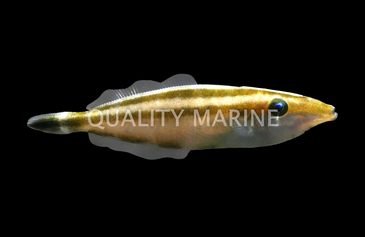 Rhinoceros Leatherjacket Filefish - Quality Marine
