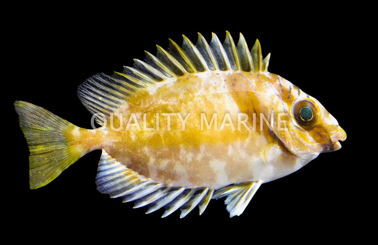 Golden Spinefoot Rabbitfish - Quality Marine