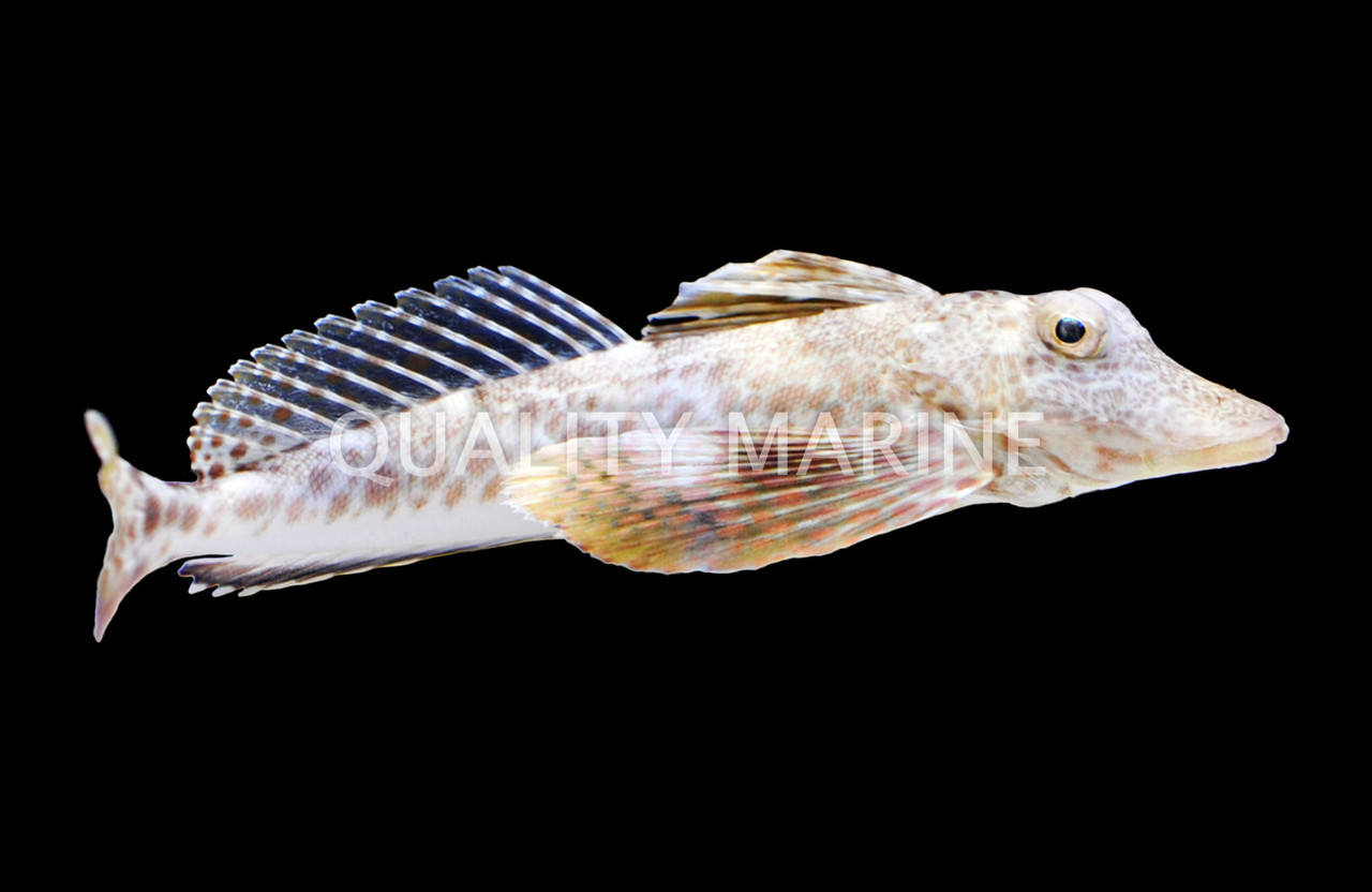 Leopard Sea Robin - Quality Marine