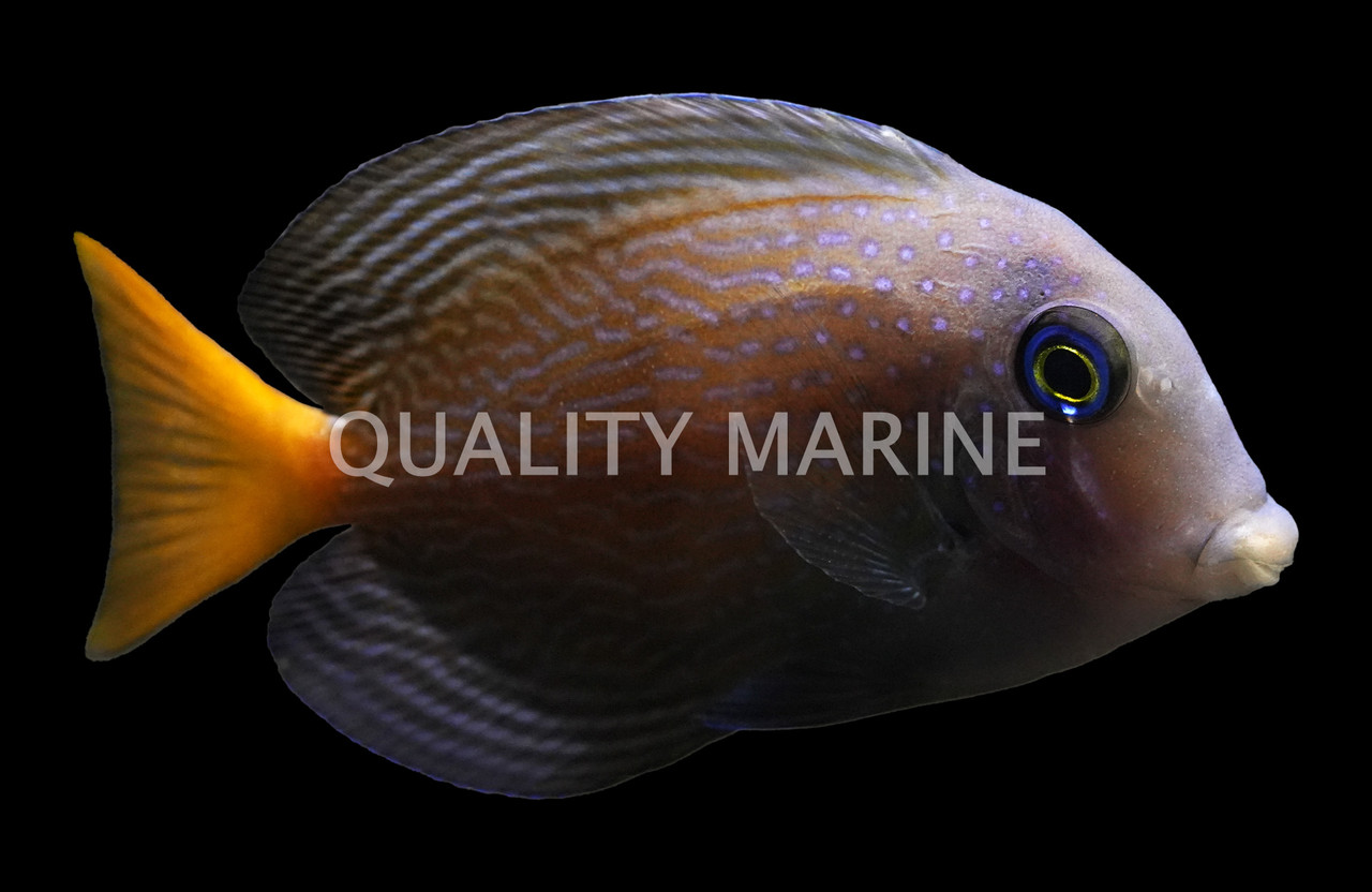 Blue-Spotted Bristletooth Tang, Juvenile - Quality Marine