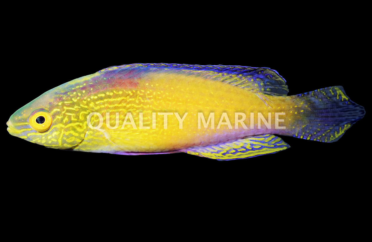 Golden Rhomboid Fariy Wrasse, Male KWA - Quality Marine