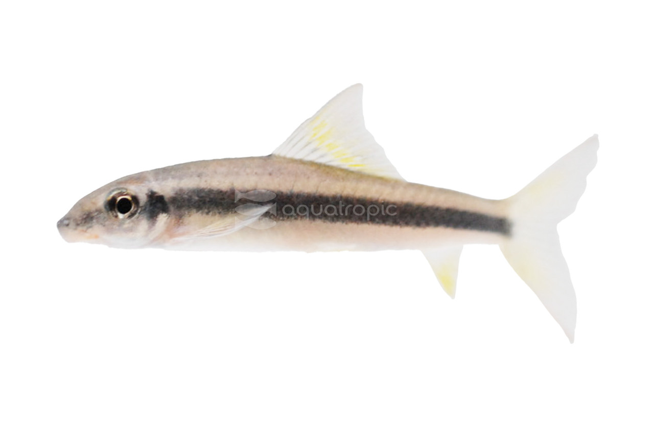 Golden Rainbow Algae Eater - Quality Marine