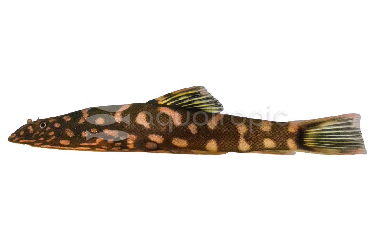 Borneo Sucker Double Blue Loach - Quality Marine
