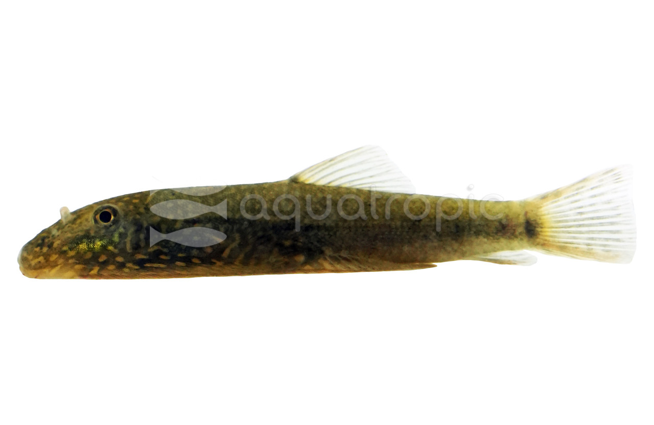 Borneo Sucker Stellatus Loach - Quality Marine
