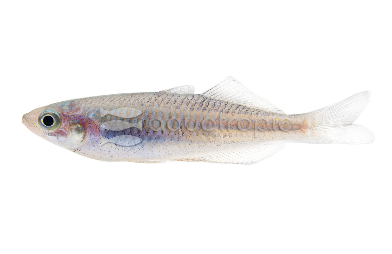 Ajamaru Papua Rainbowfish - Quality Marine