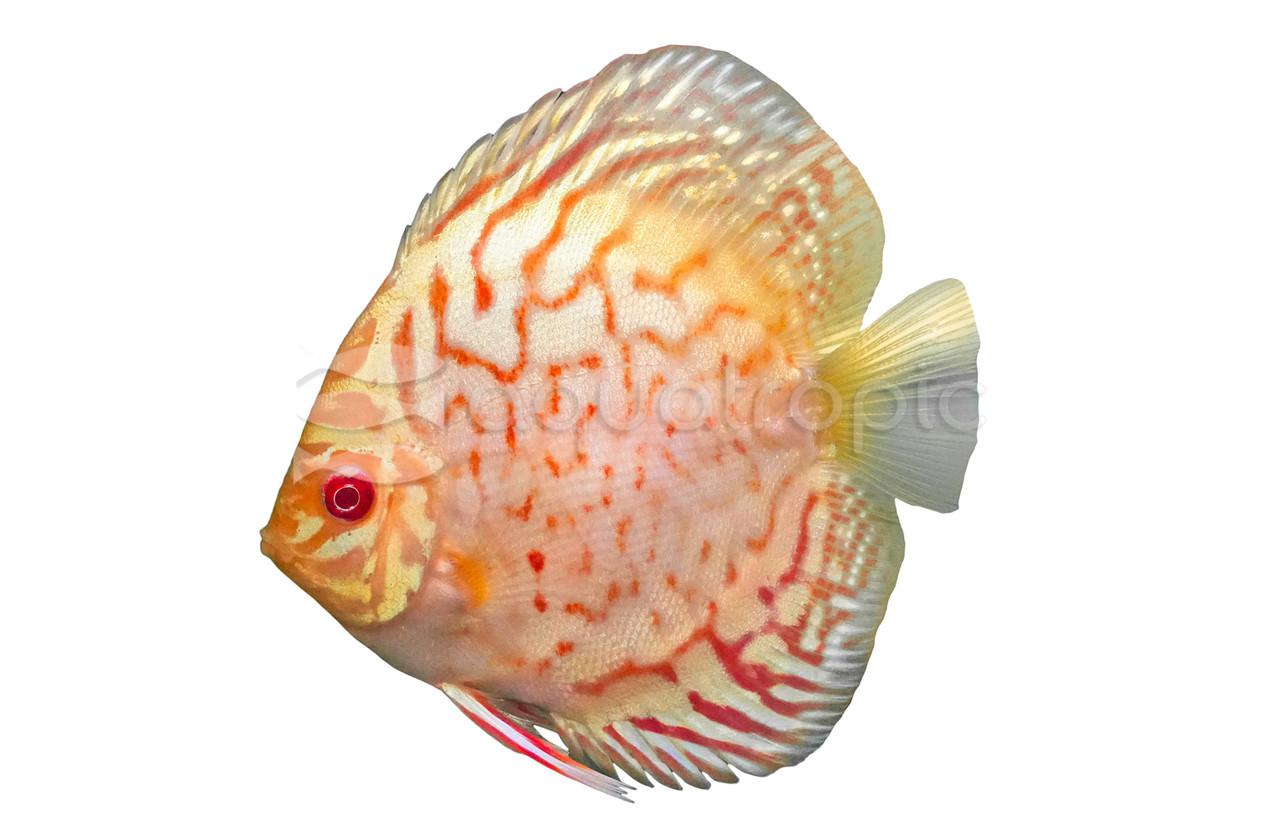 Checkerboard Albino Discus - Quality Marine