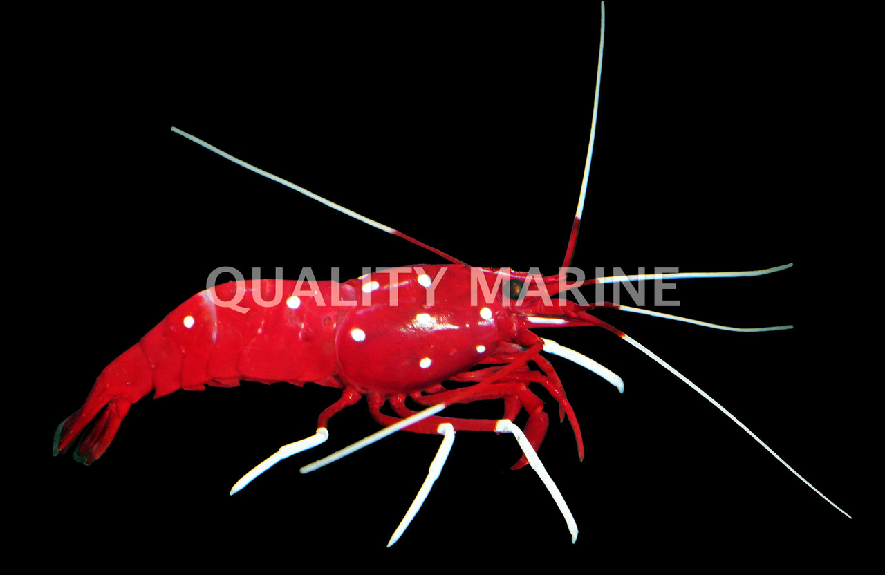Starry Blood Red Fire Shrimp - Quality Marine
