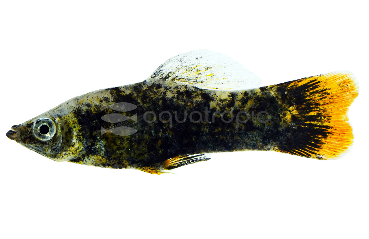 Orange Tail Marble Molly - Quality Marine