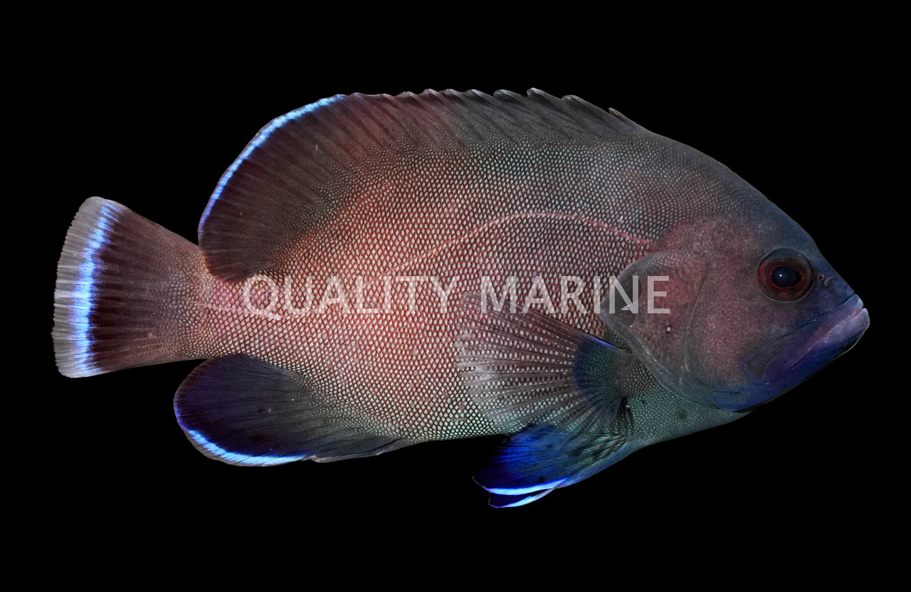 Redmouth - Quality Marine