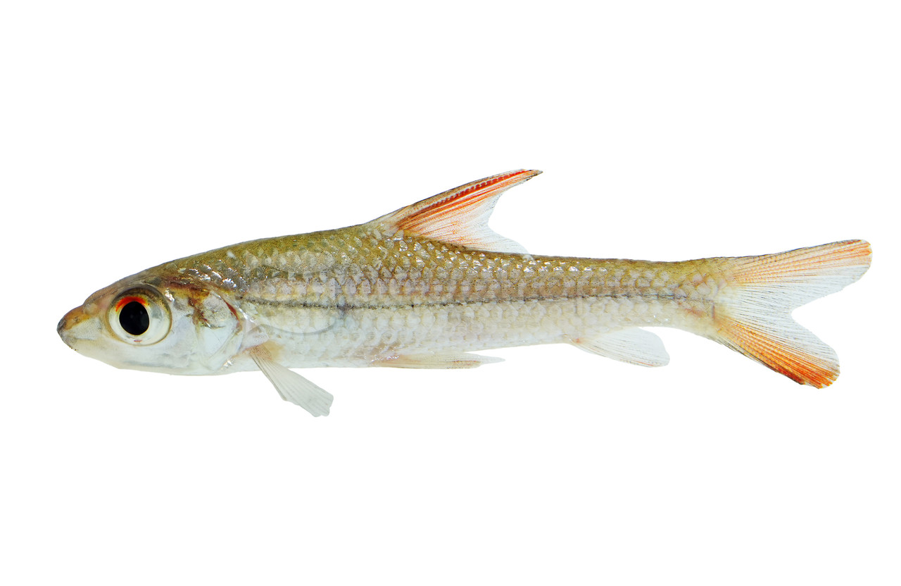 Borneo Red Fin Shark - Quality Marine