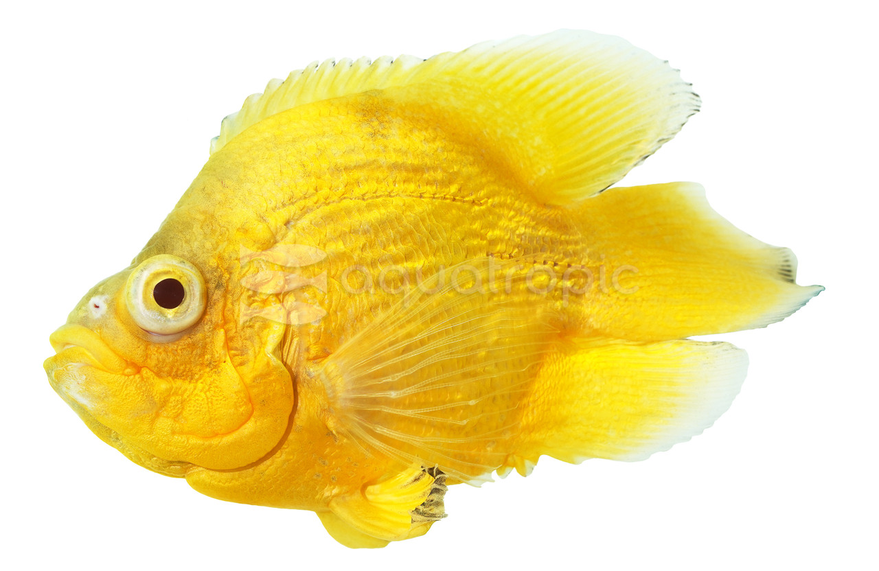 Lemon Short Body Oscar - Quality Marine