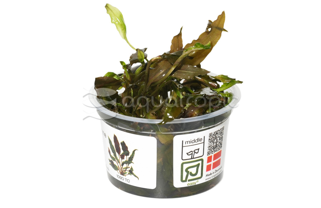 Cryptocoryne wendtii 'Mi Oya' - Quality Marine