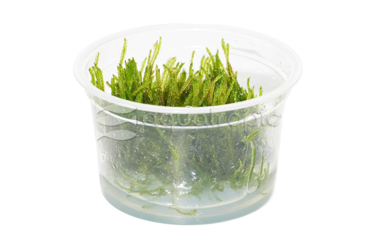 Vesicularia ferriei 'Weeping Moss' - Quality Marine