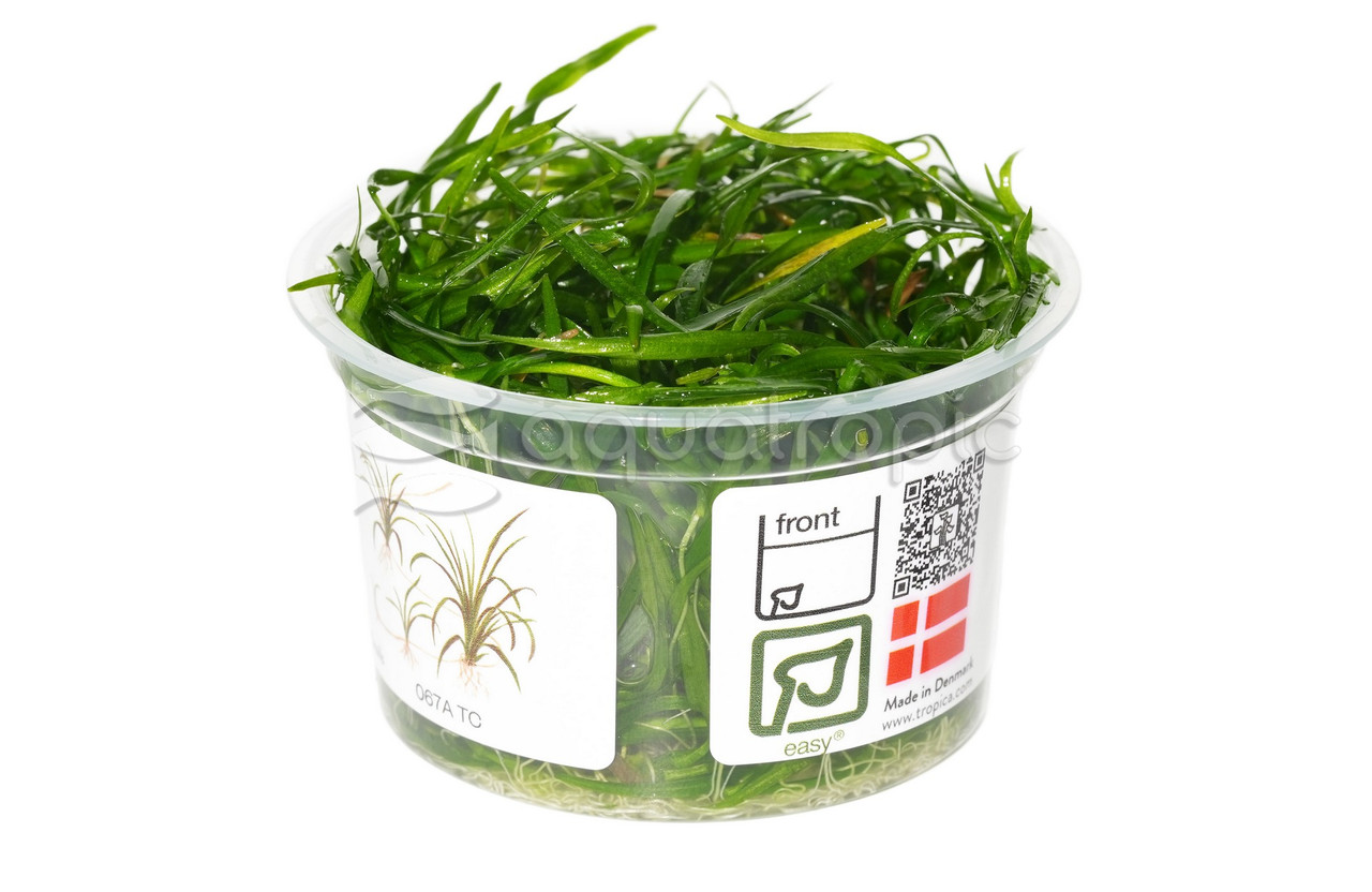 Helanthium tenellum 'Green' - Quality Marine