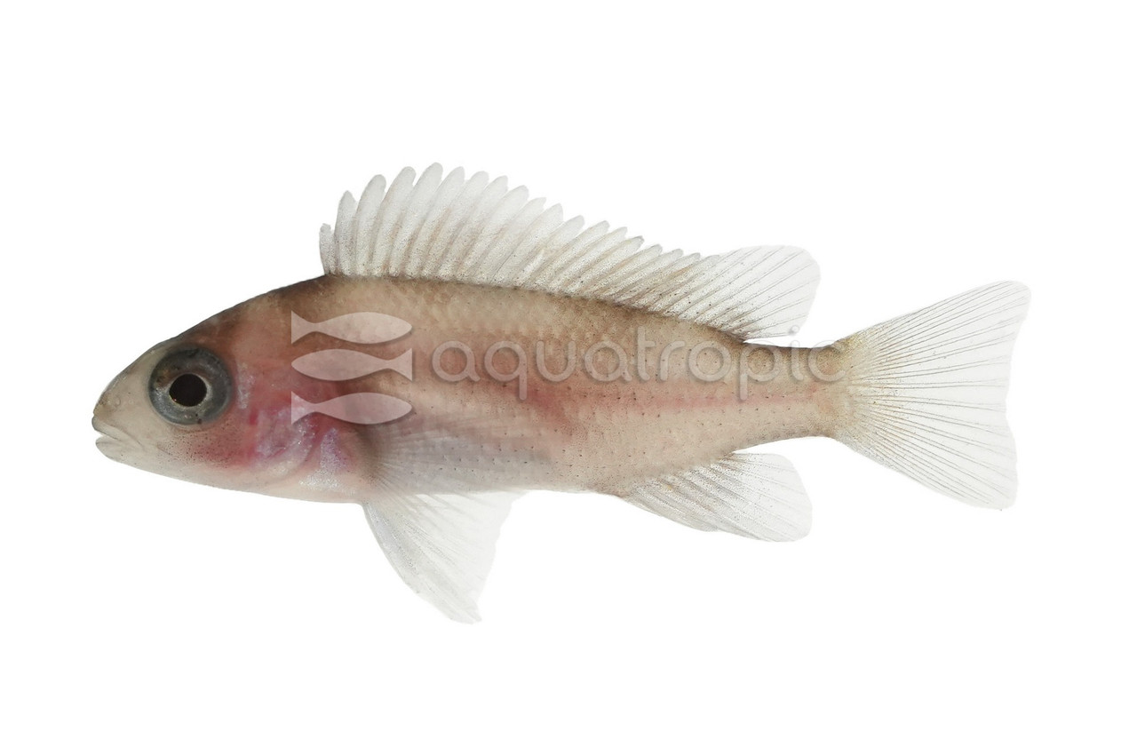 Red Widow Frontosa Cichlid - Quality Marine