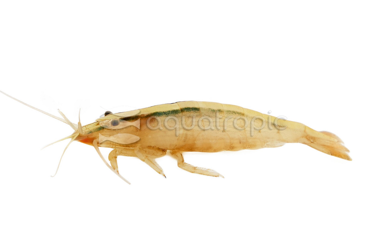 Soldier Brush Shrimp - Quality Marine