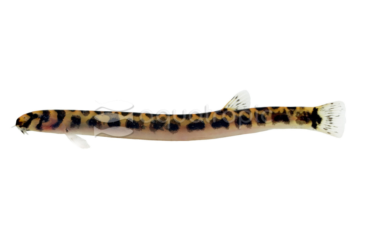 Spotted Coolie Loach - Quality Marine