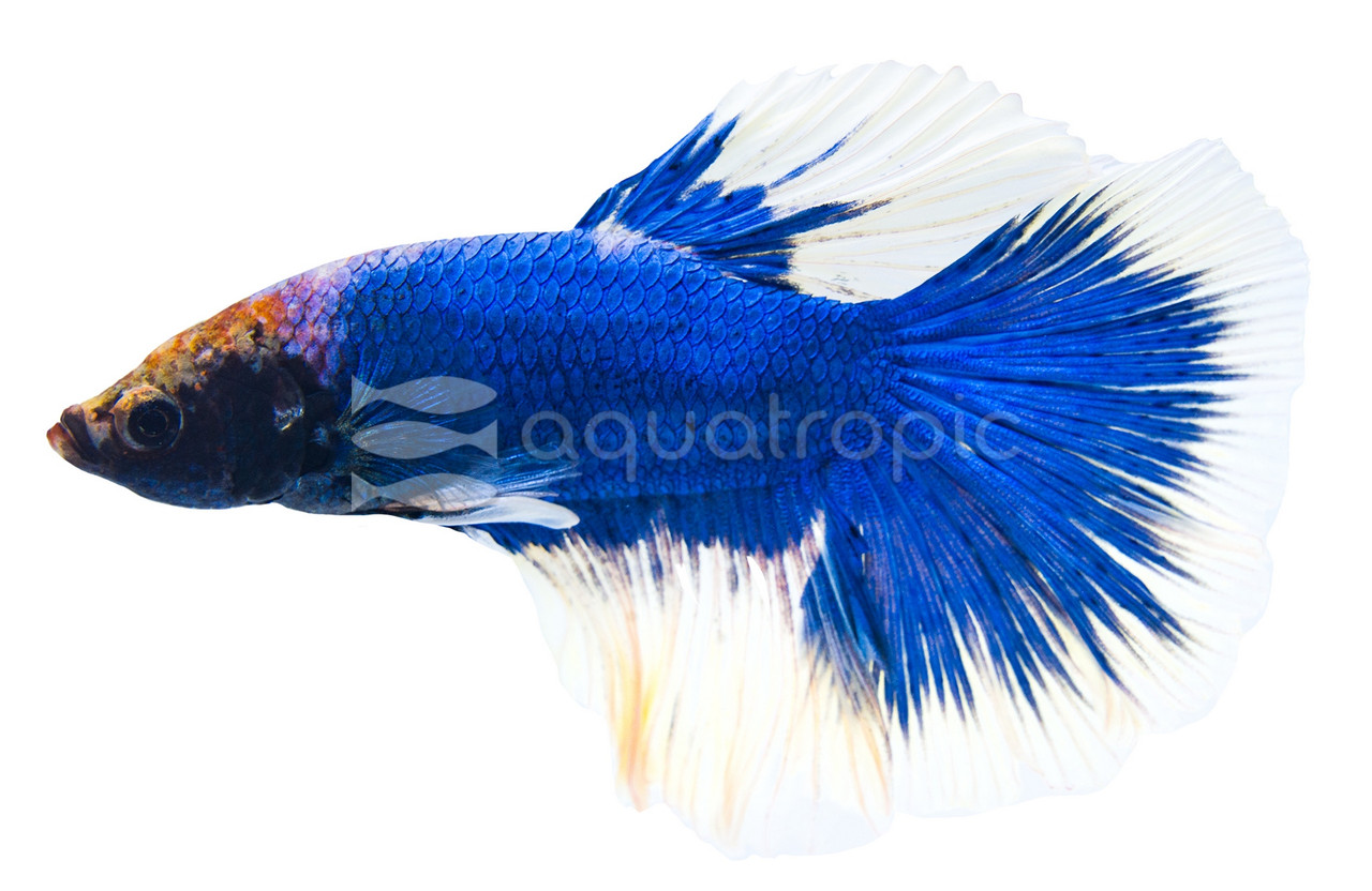 Blue Butterfly Halfmoon Betta, Male - Quality Marine