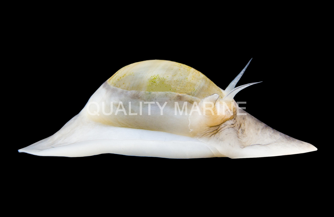 Shark Eye Moon Snail - Quality Marine