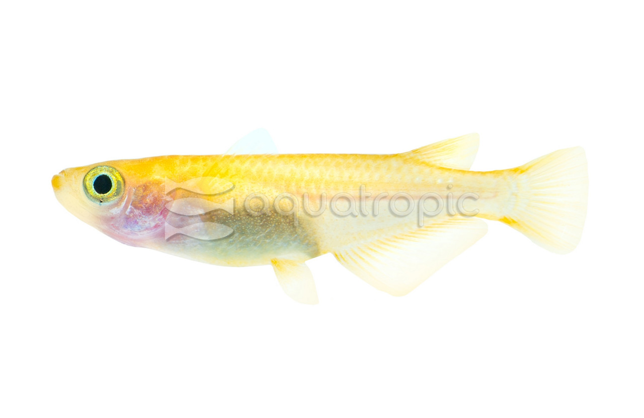 Pink Medaka Rice Fish - Quality Marine