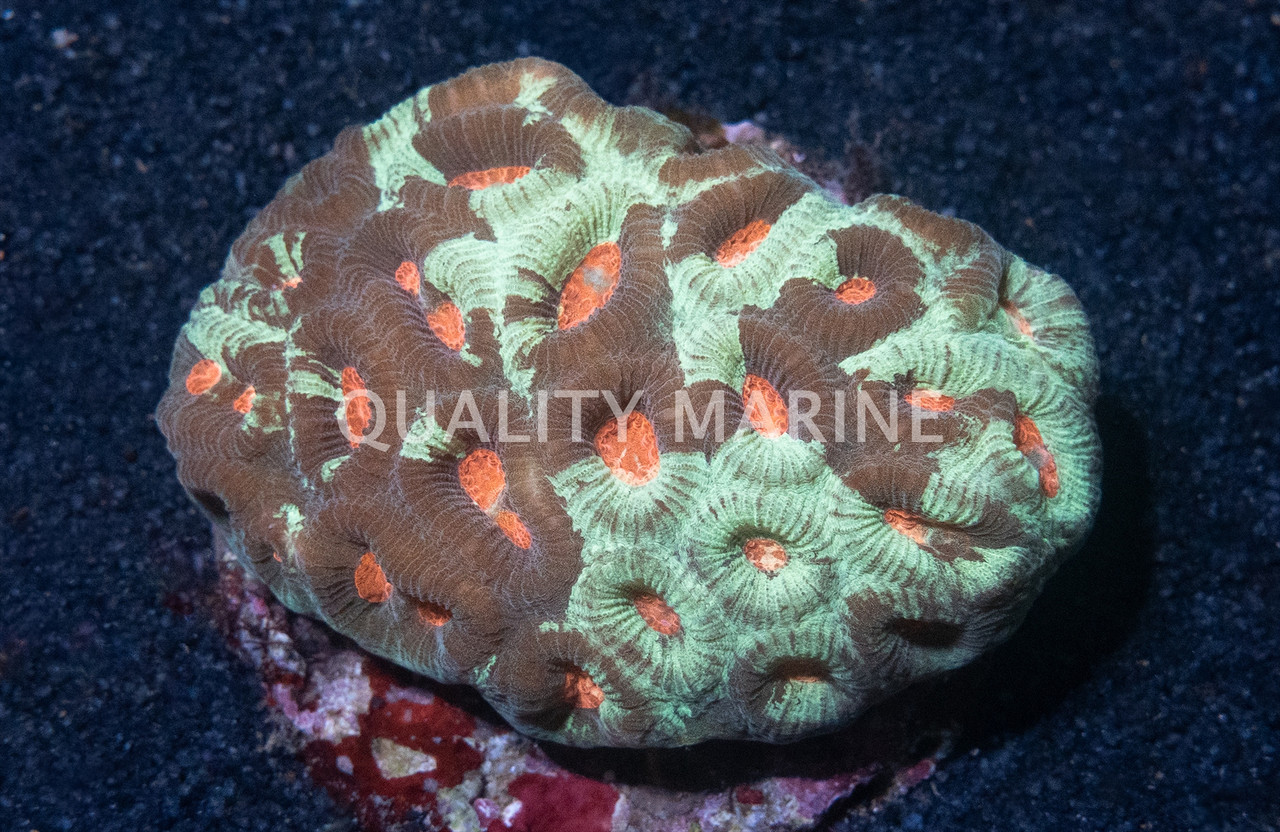 Brain Orange Center with Green Rim - Quality Marine