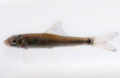 Aquatropic - Fish - Algae Eaters - Quality Marine