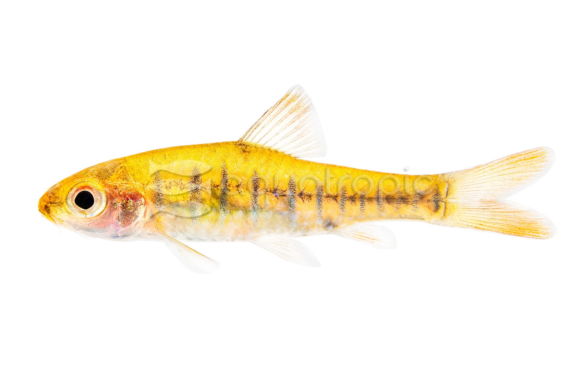 Aquatropic - Fish - Barbs - Page 1 - Quality Marine