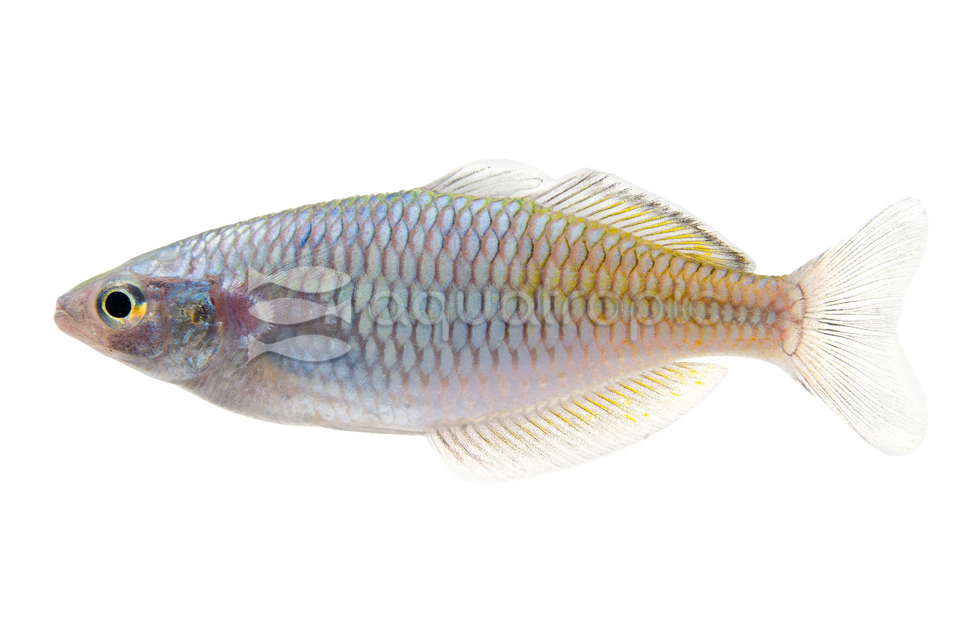 Aquatropic - Fish - Rainbowfish - Quality Marine