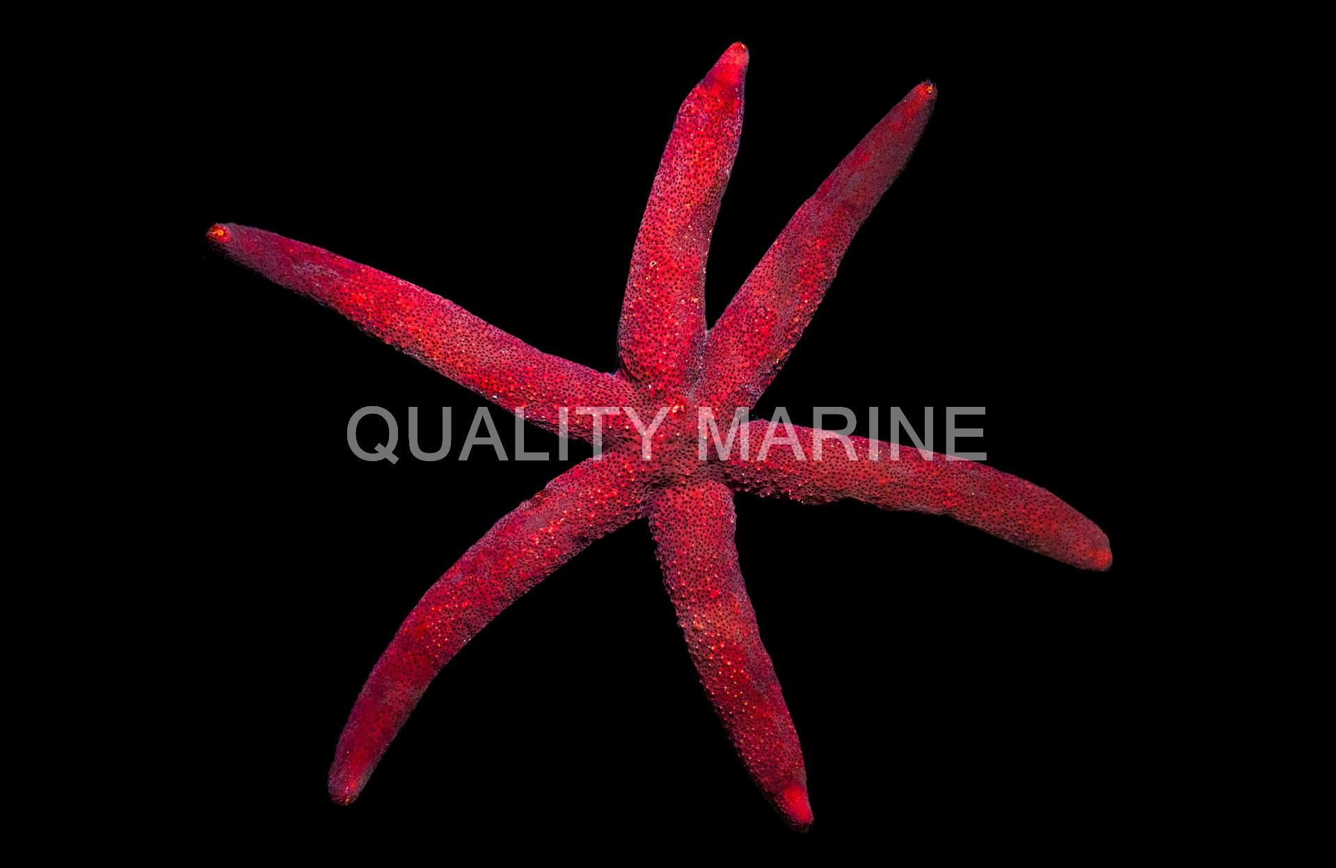 Quality Marine - Invertebrates - Stars - Quality Marine