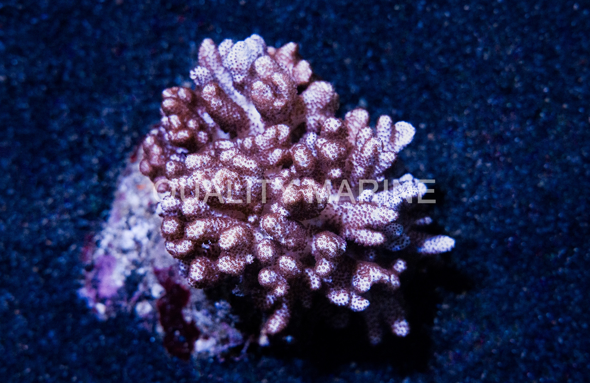 Quality Marine - Coral - Corals Soft - Page 1 - Quality Marine