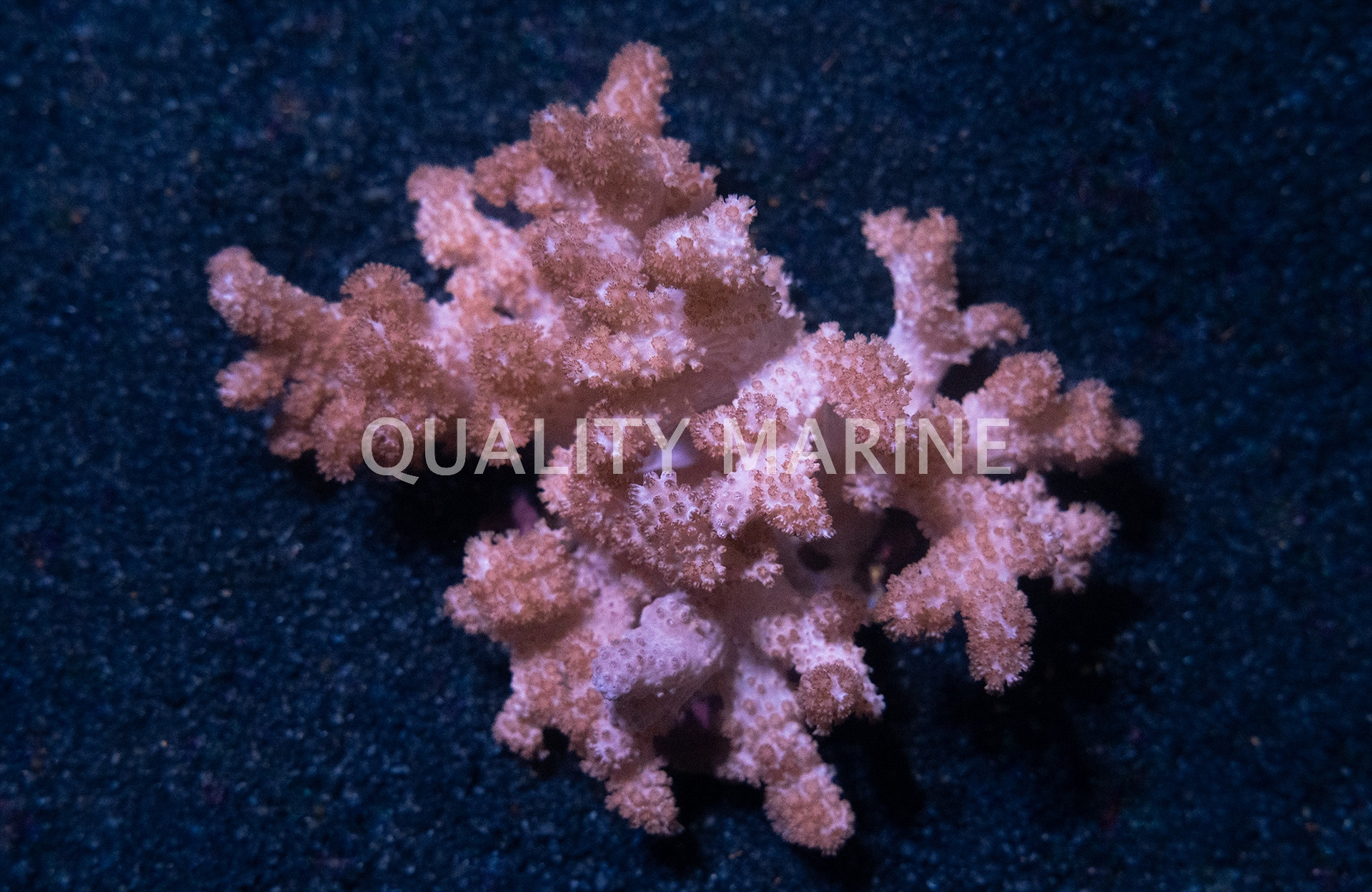 Quality Marine - Coral - Corals, Soft - Quality Marine