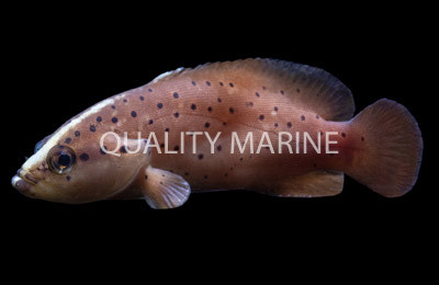 Quality Marine - Fish - Groupers - Quality Marine