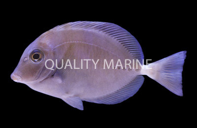Sixplate Sawtail Tang - Quality Marine