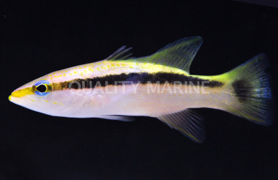 Quality Marine - Fish - Basslets - Quality Marine