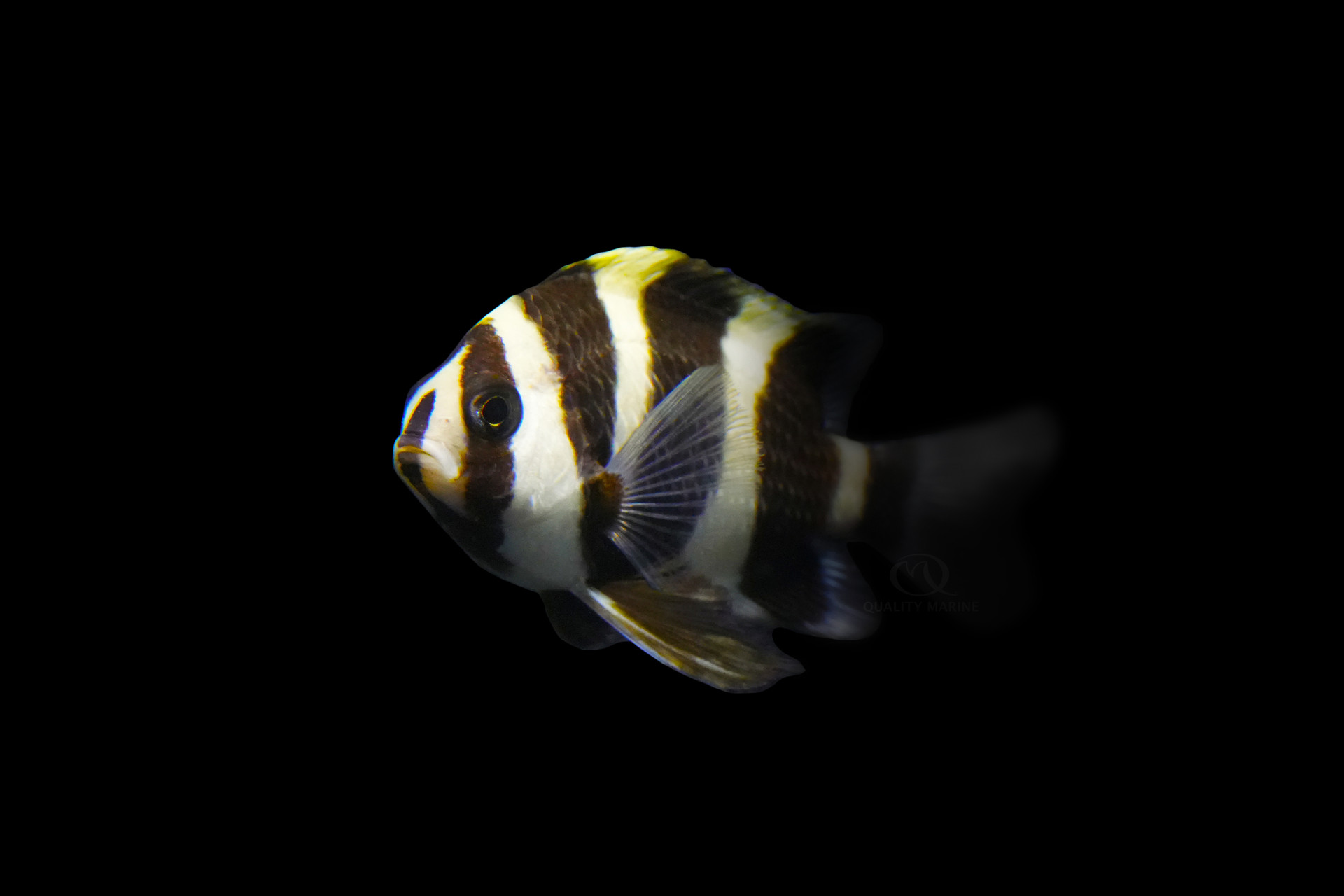 It's Always Footballer Season - Quality Marine