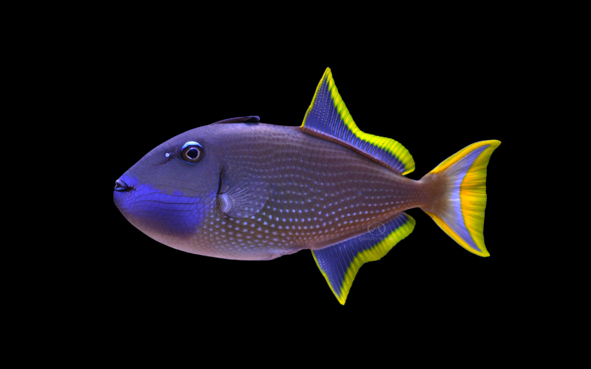 Xanthichthys auromarginatus – The Blue Throat Trigger - Quality Marine
