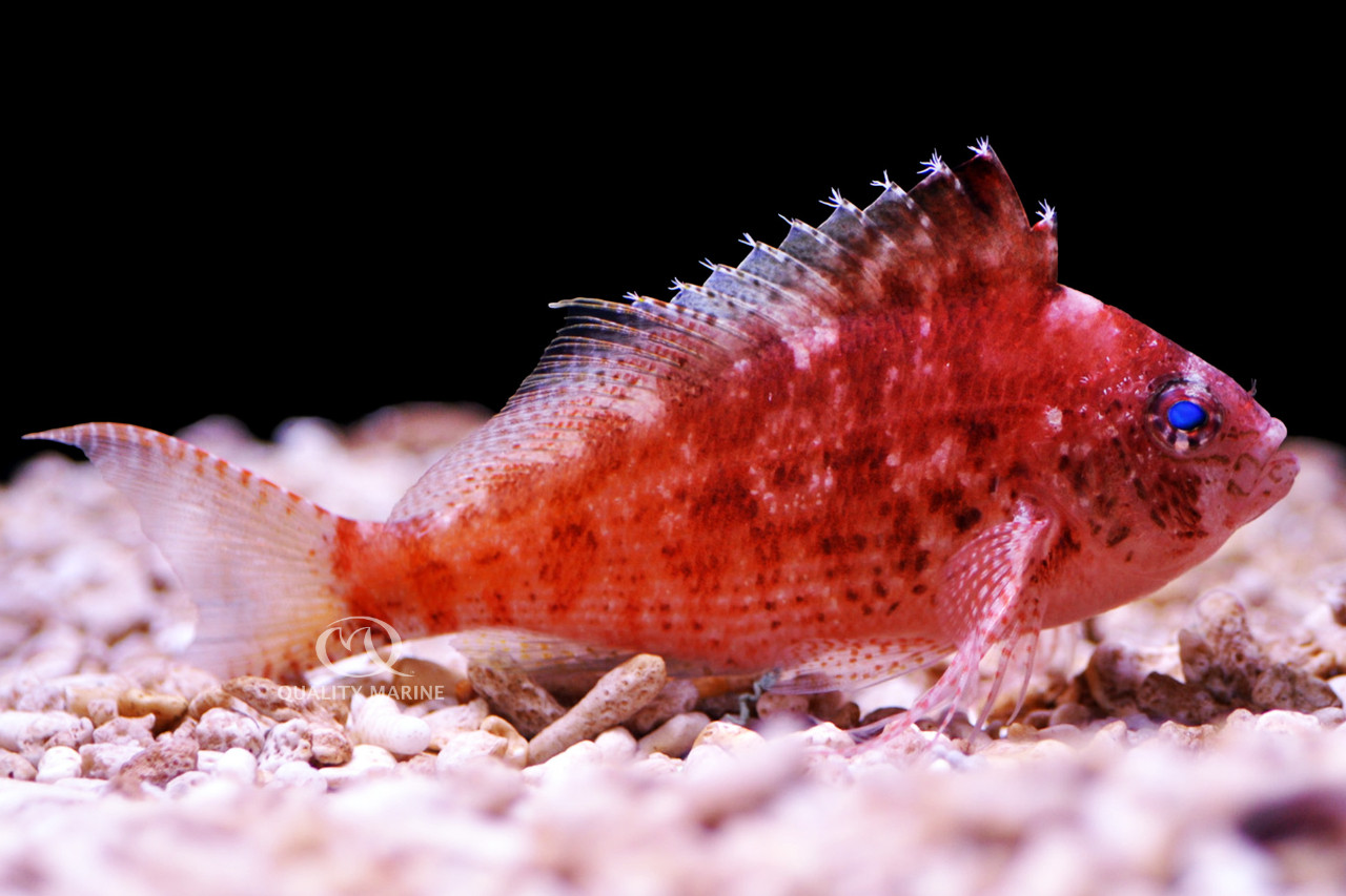 Red Hawkfish - Quality Marine
