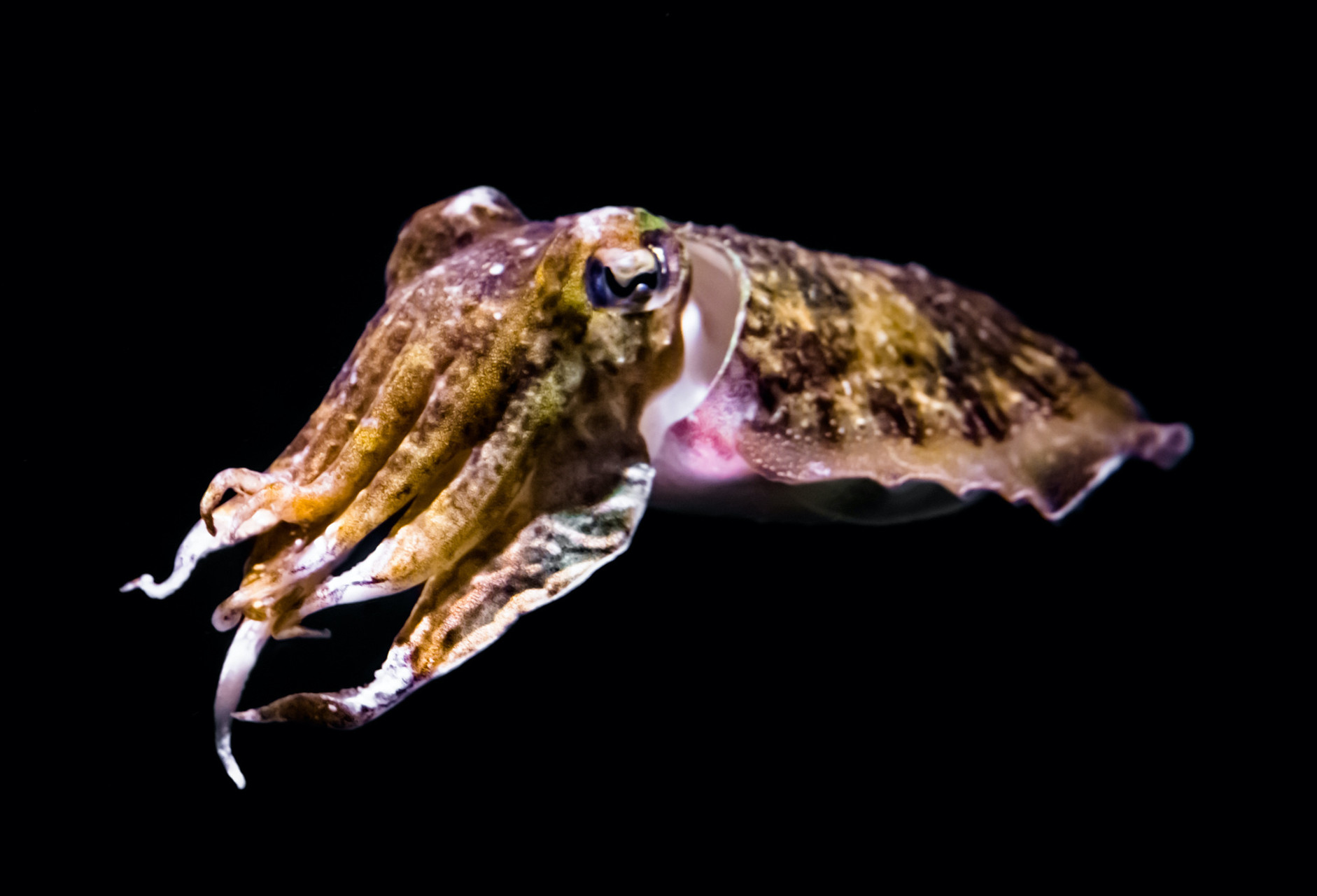 Revisited: Cuttlefishes - Quality Marine