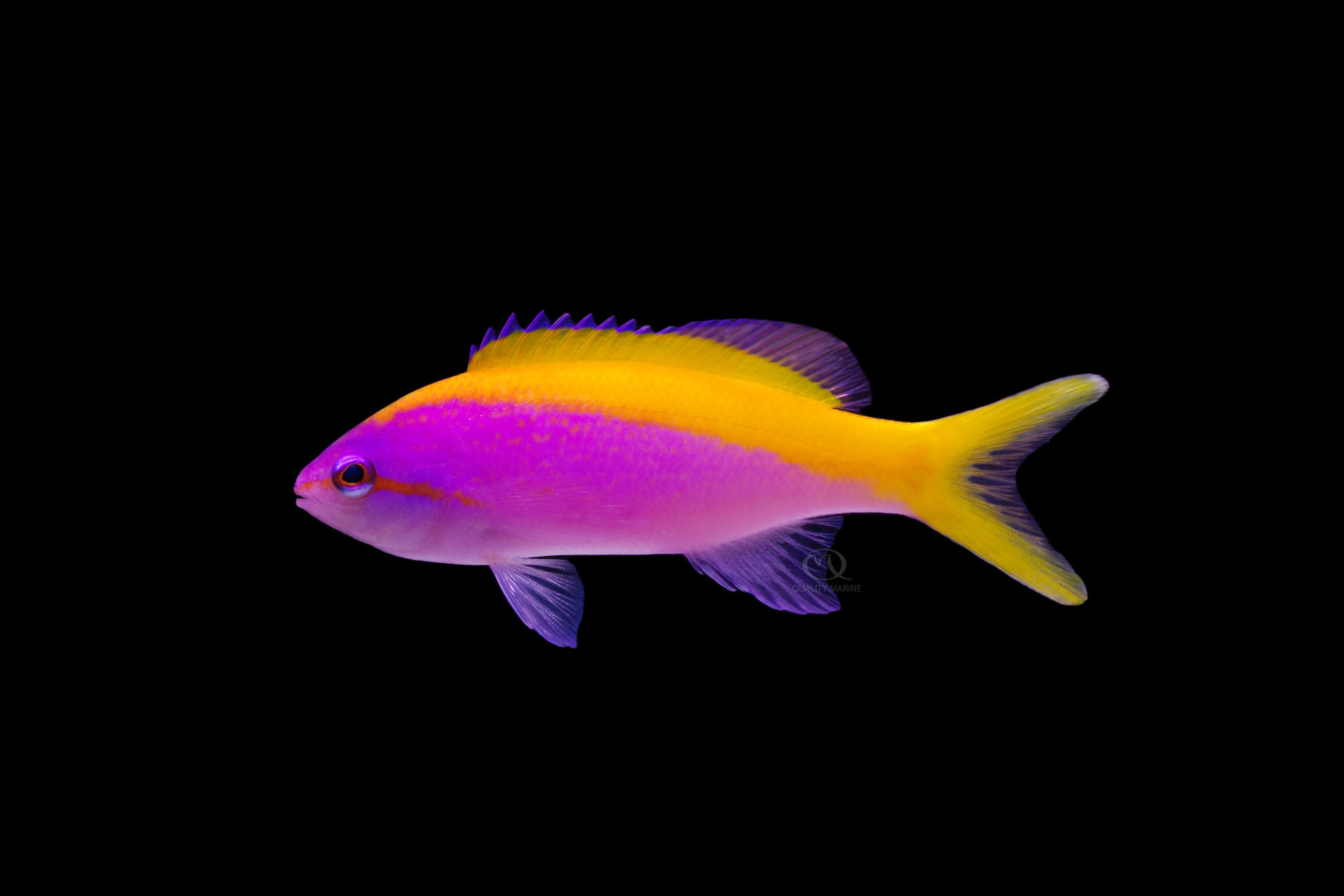 Bringing Yellow Back Anthias - Quality Marine