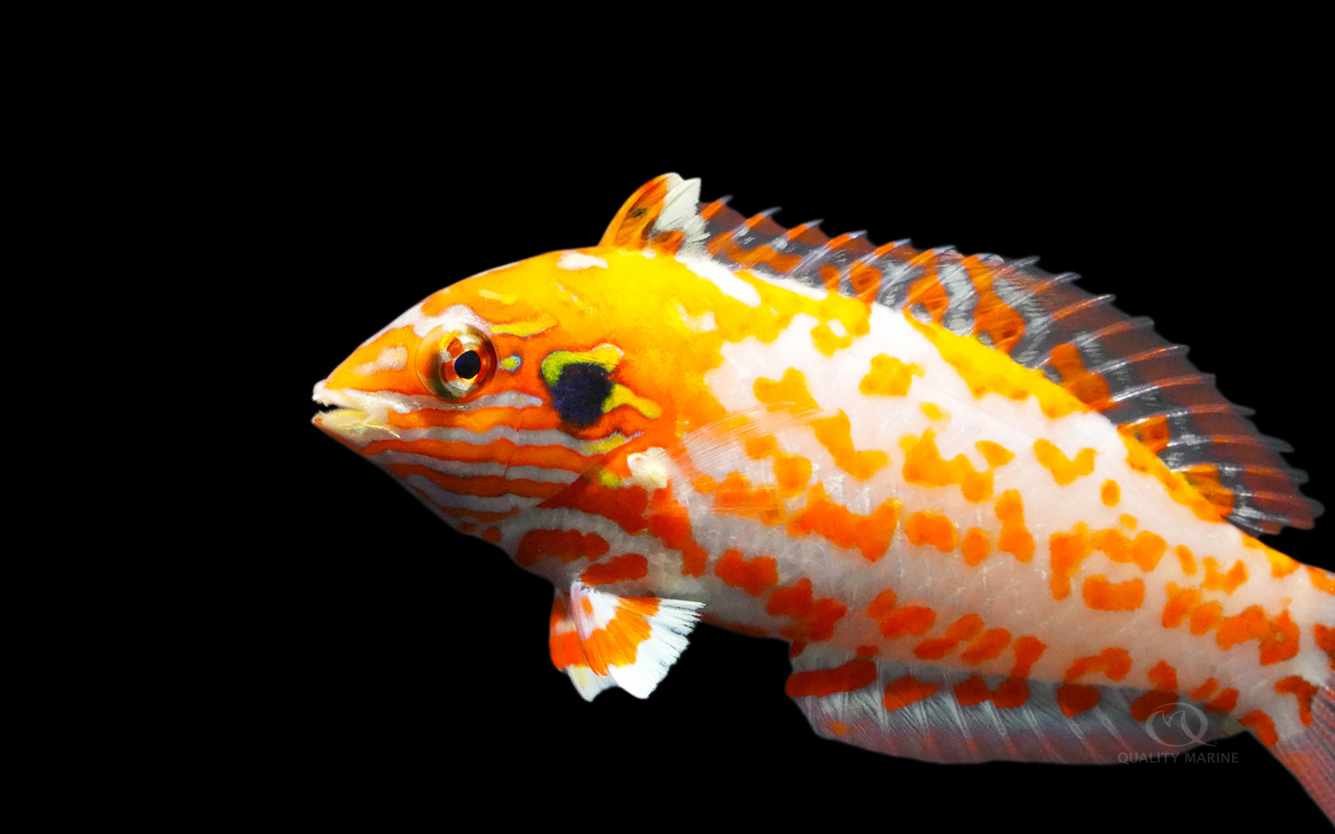 Choat's Red Leopard - Quality Marine