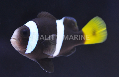 Sebae Clownfish (Amphiprion sebae) - Quality Marine