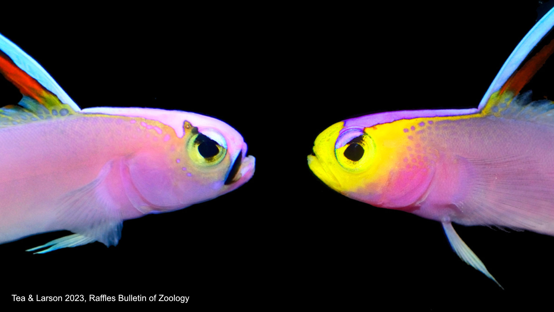Meet Nemateleotris Lavandula, the Lavender-blushed Dartfish - Quality Marine