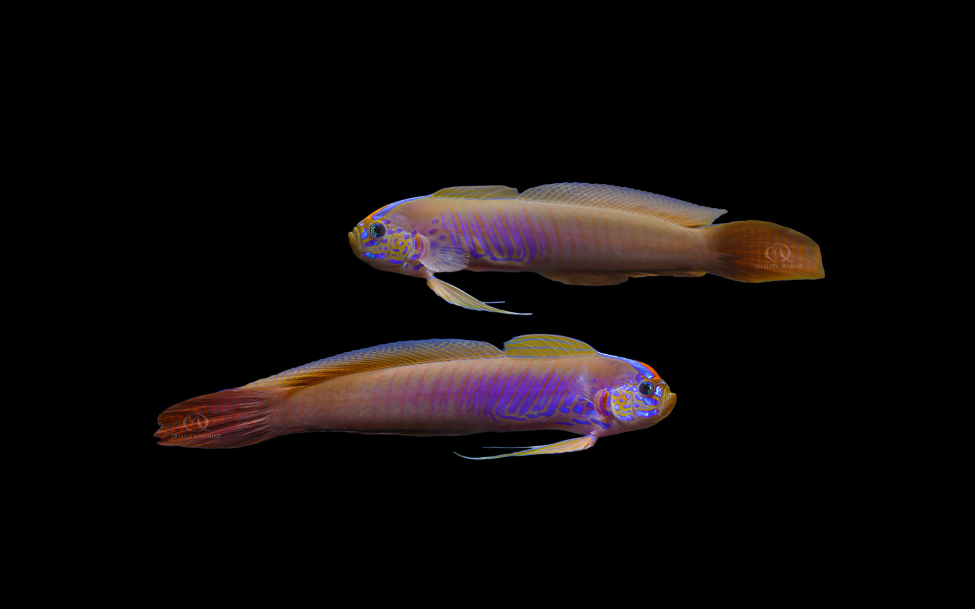 Righteous Razors - Quality Marine