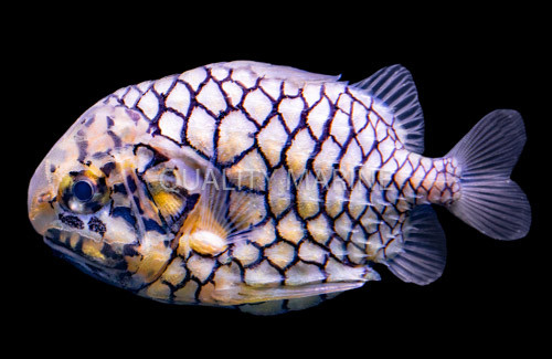 The Pinecone Fish - Quality Marine